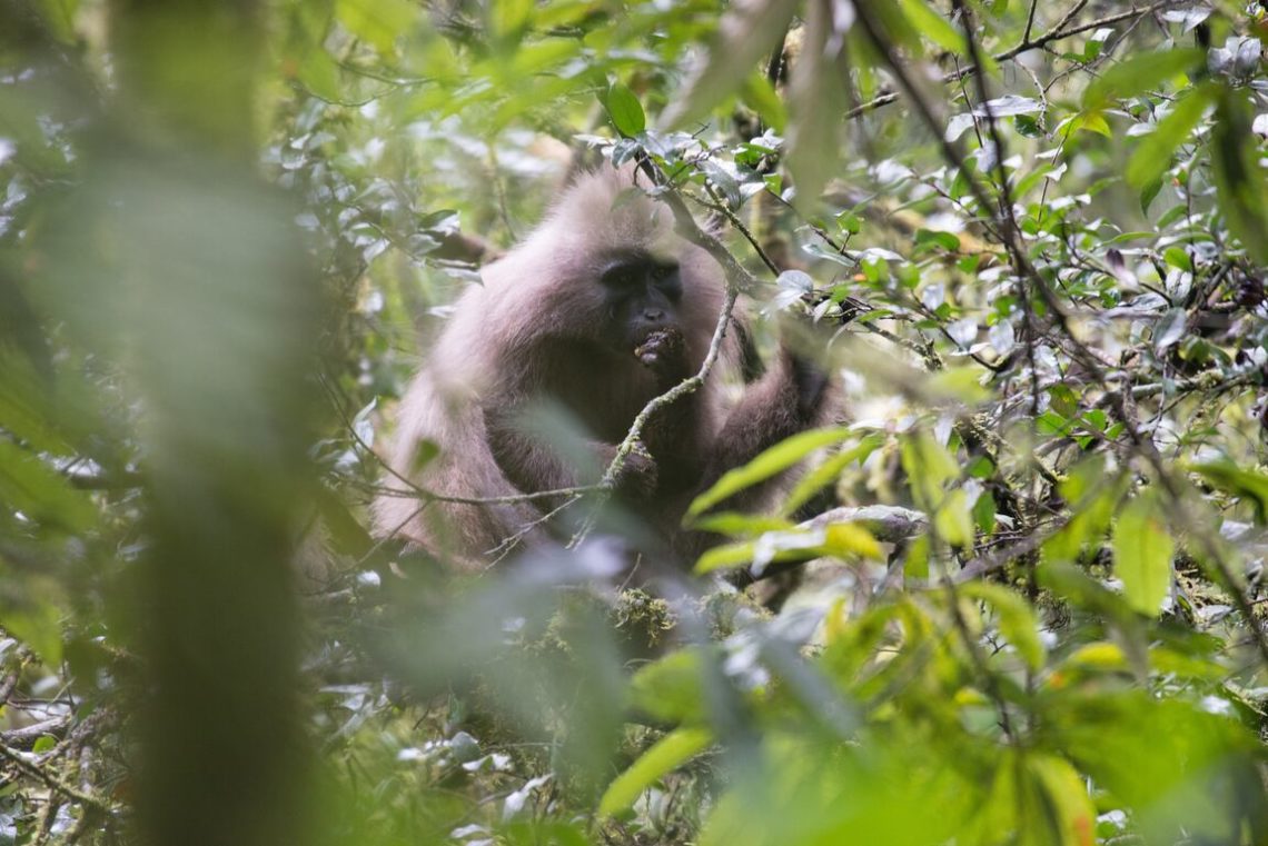 O renomado primatólogo Russell Mittermeier se torna a primeira pessoa ...